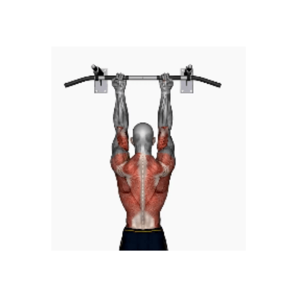 Chin up reverse normal grip instructions - BP Training and Coaching