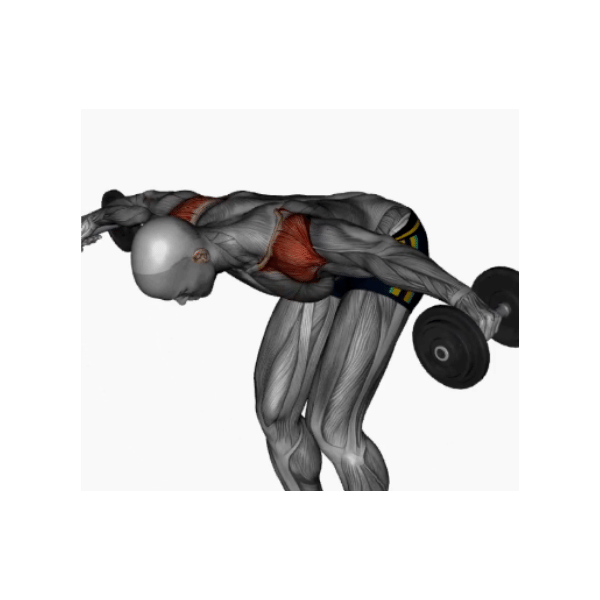 Dumbbell bent-over rear delt fly instructions - BP Training and Coaching