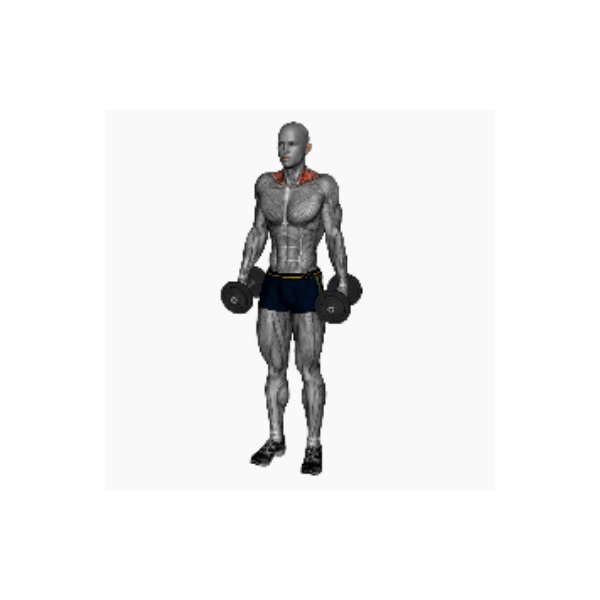 Dumbbell shrug instructions - BP Training and Coaching